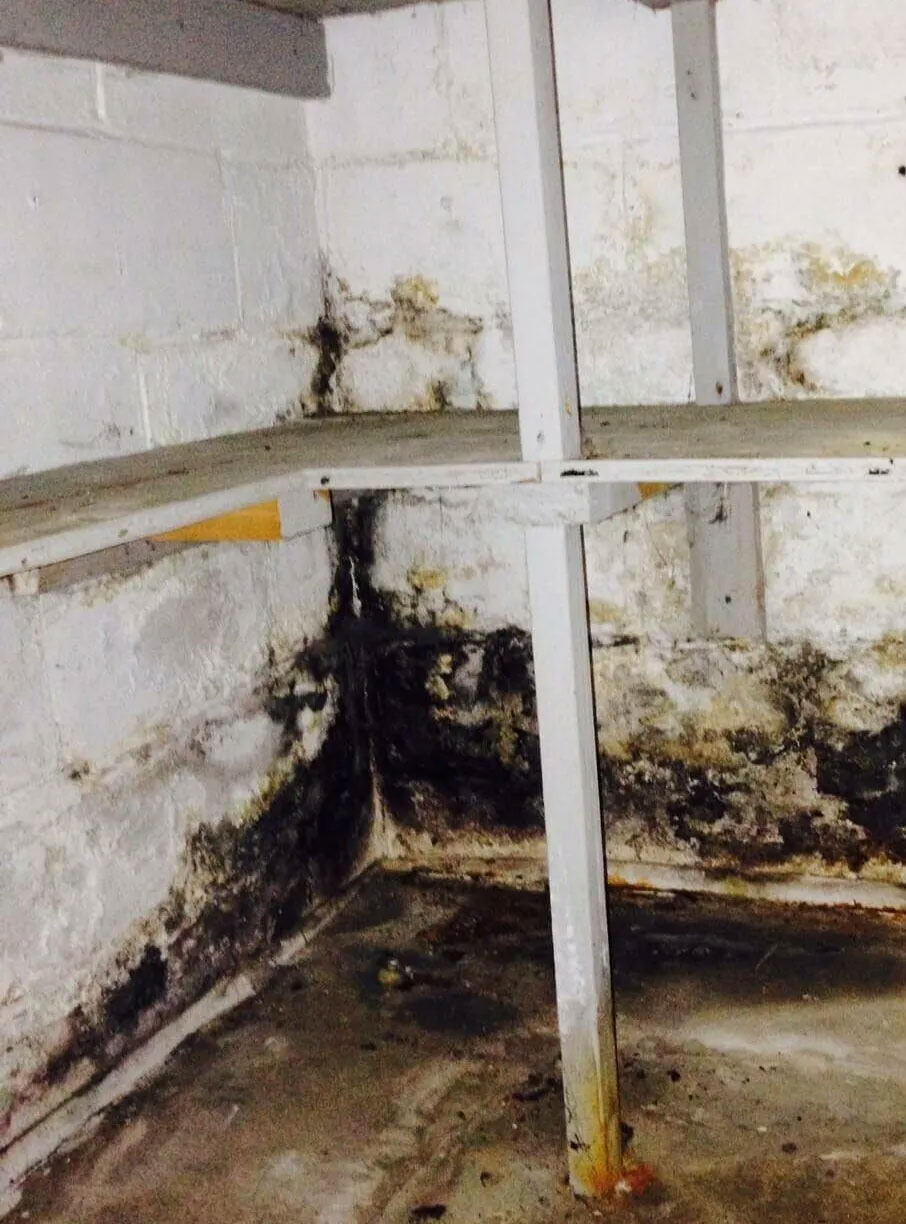 Professional Mold Mitigation & Removal Services | Pittsburgh